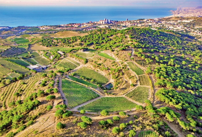 Este es el mejor Cava de España, según la Guía Pe... | Agromaquinaria.es
