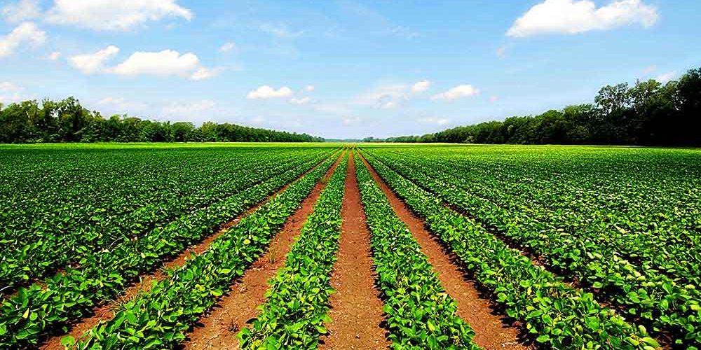 La exportación de frutas y verduras mantuvo su positiva evolución en el ...